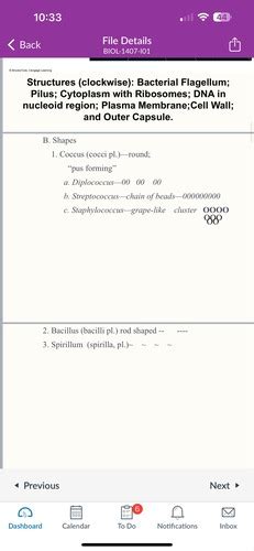 Bacteria Flashcards Quizlet