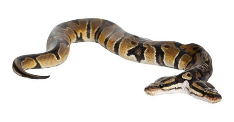 Ball Python Teeth Everything You Best Need To Know 2023