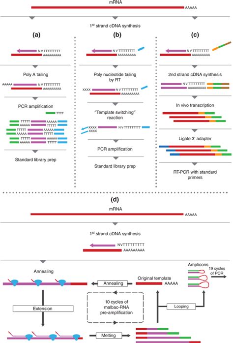 Rna Seq Methods For Transcriptome Analysis Rna Seq Blog