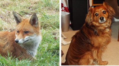 Uk Vet Companion Animal Lungworm A Roundtable Discussion