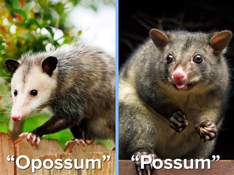 Opossum Vs Possum Pictures