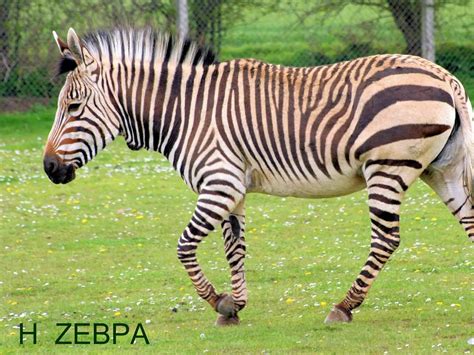 τα αγρια ζωα Ppt