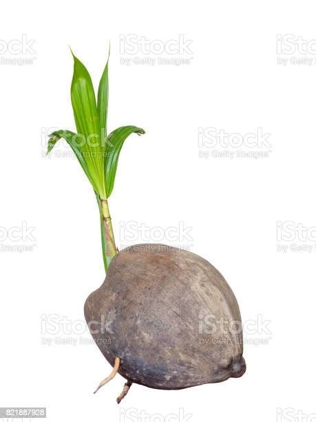 흰색 배경에 고립 된 코코넛 나무의 새싹 흰색 바탕에 코코넛 야 자 모 종입니다 새싹에 대한 스톡 사진 및 기타 이미지 새싹
