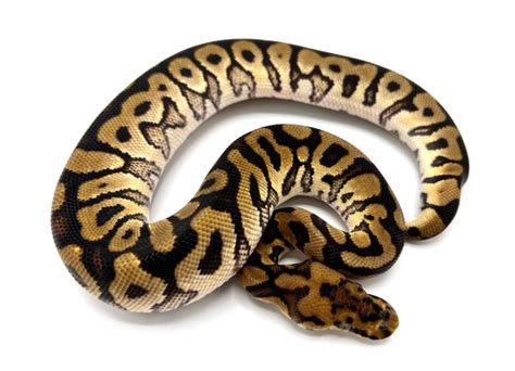 Spotnose Clown 66 Possible Het Genetic Stripe Ball Python By Royal Constrictor Designs