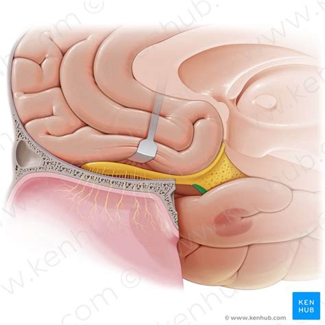 Anatomy Of The Olfactory Nerves