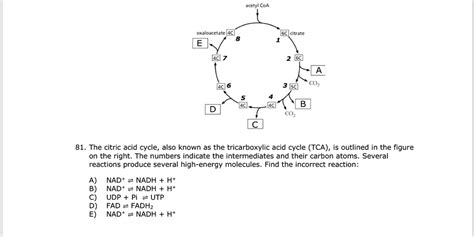 Solved Acetyl Coa Oxaloacetate 4c 6citrate E 4c 7 6c 46 Co 81the