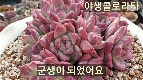 비니아야생콜로라타콜로라타 야생콜로라타철화 에케베리아 에케베리아속 Succulents 다육식물 다육이 다육