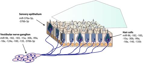 Spatial Expression Patterns Of Mirnas In The Postnatal Mouse