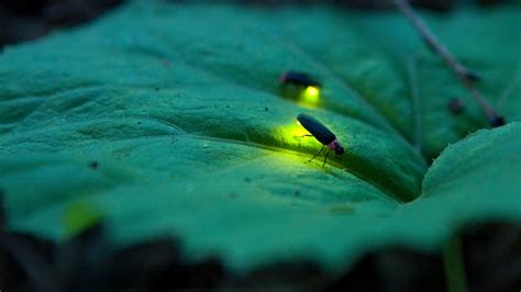 Are Fireflies Going Extinct What To Know In Illinois Nbc Chicago