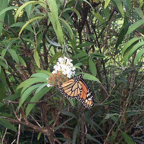 Monarch Butterfly Gender Reveal