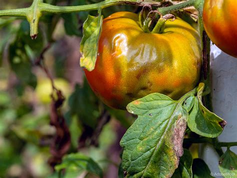 Plesen Na Paradižniku V Deževnih Letih In Nujni Ukrepi Na Vrtu Zeleni