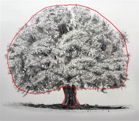 How To Draw A Tree Without Leaves