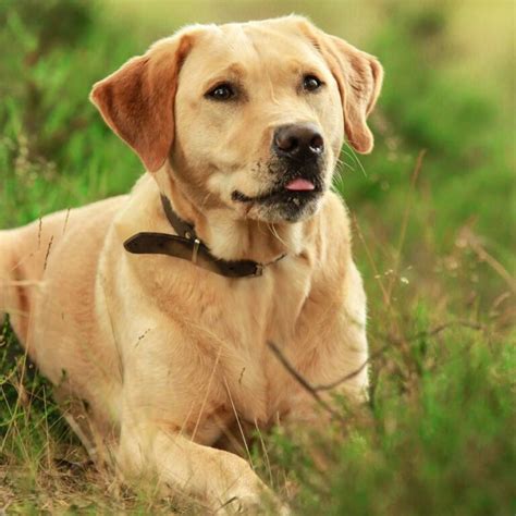 El Labrador Retriever Características Cuidados Y Curiosidades Todo