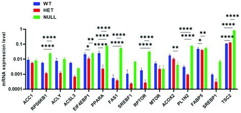Real Time Q Rt Pcr Analysis Of Various Genes Gene Expression Levels