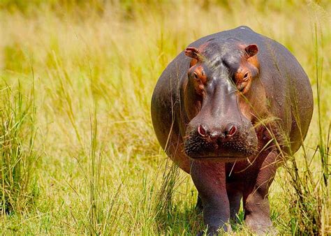 57 Huge Hippo Facts Complete Guide To The Massive Hippopotamus
