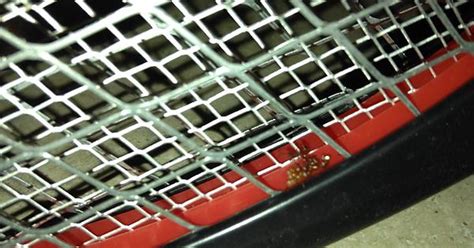 An Insect Laid Eggs On Our Handheld Bug Zapper Ones That Hatched Met