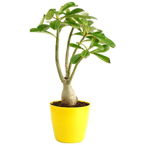 Adenium Obesum 식물 꽃 일러스트 집 식물 녹색 식물 식물 클립 아트 Png 일러스트 및 Psd 이미지 무료