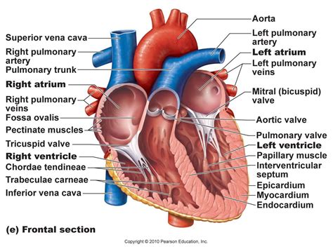 Blood Flow Of The Heart Labeled Heart Diagram Ems Diagram Emt Study