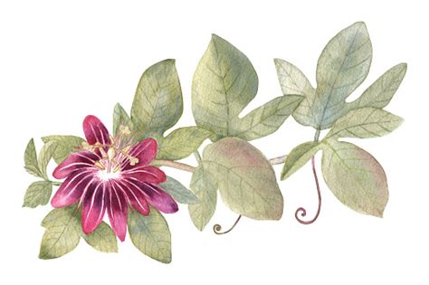 흰색 고립 된 배경에 보라색 파시 플로라 꽃의 수채화 그림 패션프룻에 대한 스톡 벡터 아트 및 기타 이미지 패션프룻 열대 식물 꽃 꽃 식물 Istock