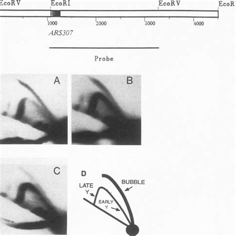Diagram Of The Assembly Of The Pre Replicative Complex And Of The