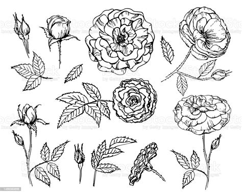 장미 꽃 세트는 흰색 배경에 윤곽을 그립니다 벡터 그림입니다 초대장 인사말 카드 엽서 패션 인쇄 배너 섬유 포스터 패션 디자인에 적합합니다 0명에 대한 스톡 벡터 아트 및