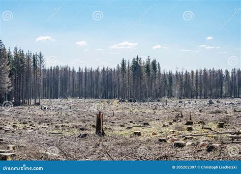 Chopped Woodland Dead Forest Pinetree Plantation Germany Replanted