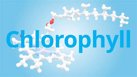 Chloroplasts All The About Chloropyll Pptx
