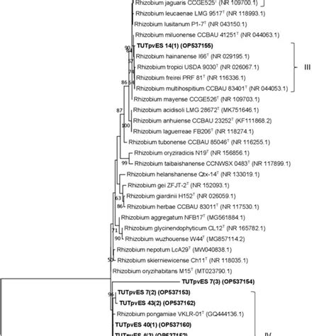 Maximum Likelihood Phylogenetic Tree Inferred From 16s Rrna Gene