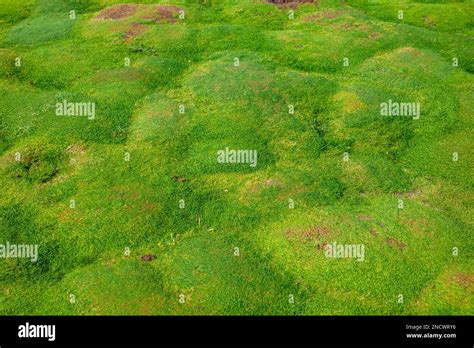 Beautiful Bumpy Grass At Downpatrick Head In County Mayo Ireland