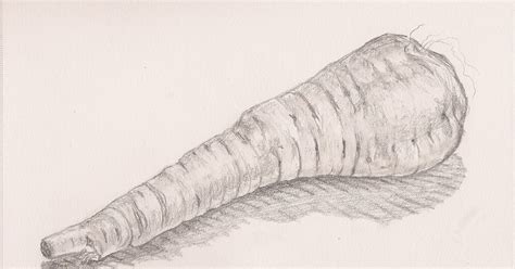 Parsnip Drawing At Explore Collection Of Parsnip Drawing Parsnip Drawing At Explore Collection Of Parsnip Drawing