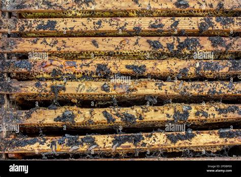 Wax Moth Larvae On An Infected Bee Nest Cover Of The Hive Is Infected