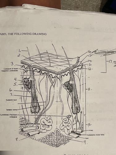 Human Phys Skin Diagram Diagram Quizlet
