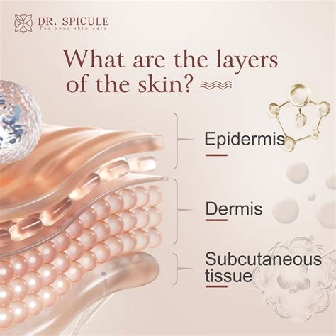 Epidermis Collagen Dermis Hypodermis Hypodermis Drspicule Agent Beautyagents
