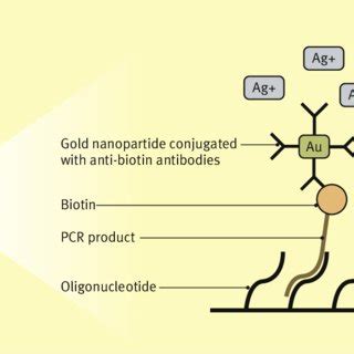 This Example Is A Modification Of A Microarray For The Detection Of Download Scientific Diagram