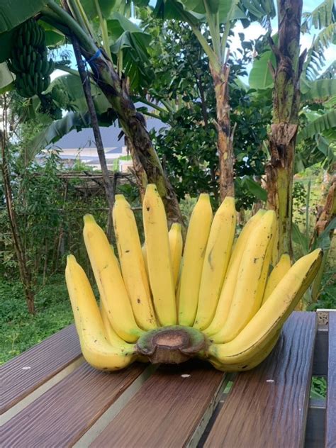 กรมทรัพย์สินทางปัญญา เดินหน้าขึ้นทะเบียน Gi “กล้วยหอมทองพบพระ” ช่วยเกษตรกรอย่างต่อเนื่อง และ