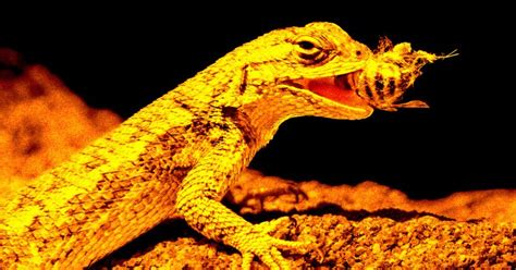 This Video Filmed From A Cats Perspective Is The Best Thing Ever