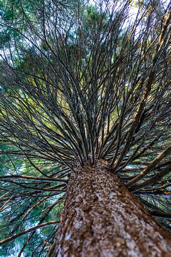 정원에 가지가 있는 왕관에 있는 침엽수 나무의 줄기를 따라 상향식 보기 우크라이나 0명에 대한 스톡 사진 및 기타 이미지 0명 가문비나무 갈색 Istock