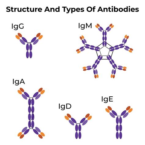 Antibody Science Design Illustration 44806658 Vector Art At Vecteezy