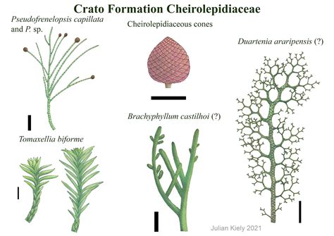 Conifers Of The Crato Formation