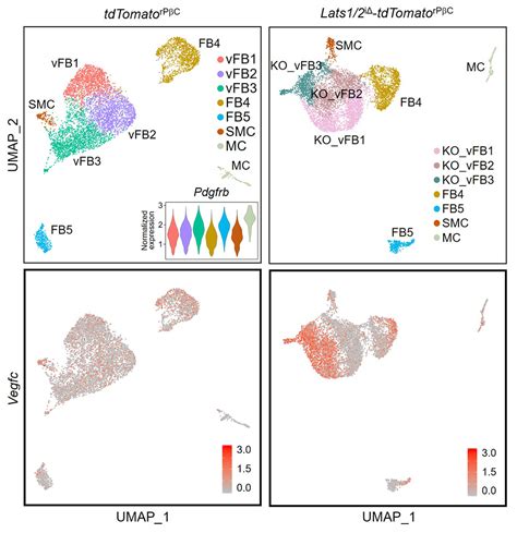 소장의 지용성 영양분 흡수 조절 원리 밝혔다
