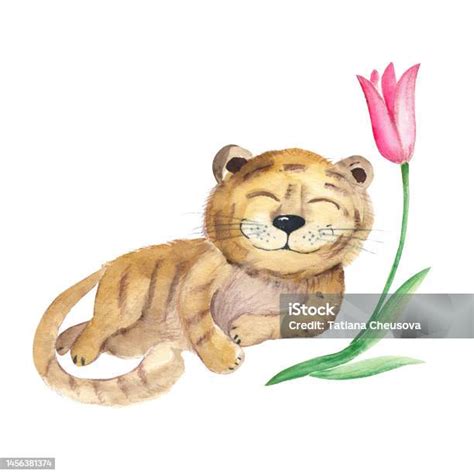 흰색 배경에 격리된 귀여운 아기 호랑이와 튤립 수채화 손으로 그린 그림입니다 어린이 카드 및 포스터 옷 프린트 및 벽지 디자인에 적합합니다 개화기에 대한 스톡 벡터 아트 및