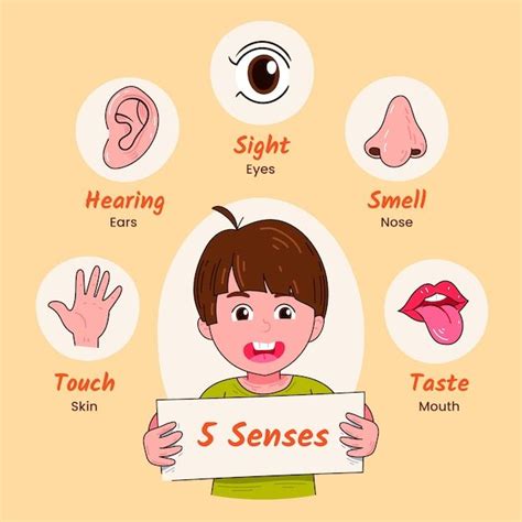 Free Vector Hand Drawn 5 Senses Illustration Duyu Okul Okul öncesi