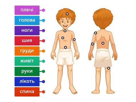 Будова Тіла людини Діаграма з мітками