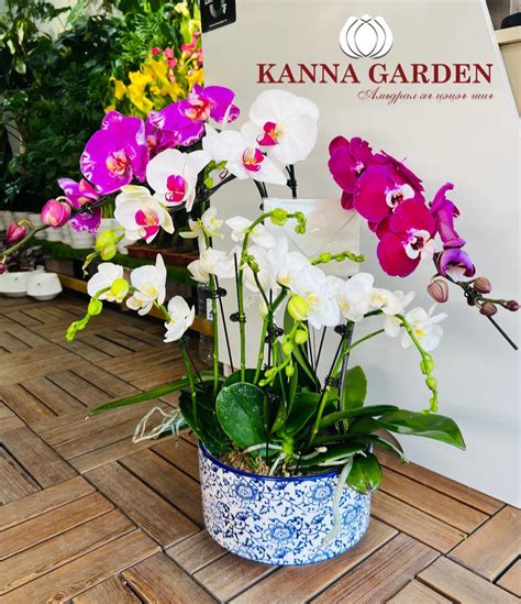 Канна Цахирмаа цэцгийг дангаар болон олноор зориулалтын тунгалаг сав болон гоёлын шаазан