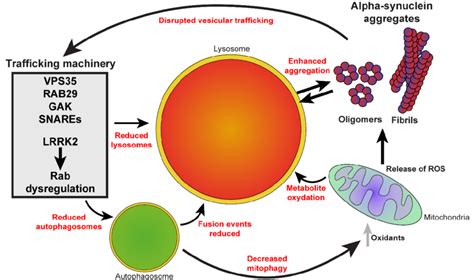 Pd Genetic Risk Factors Regulate The Trafficking Machinery And Increase