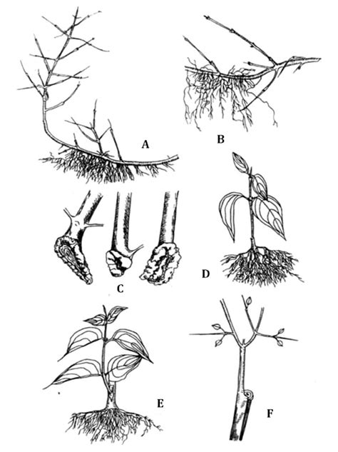 Layering Reproduction Layering Reproduction