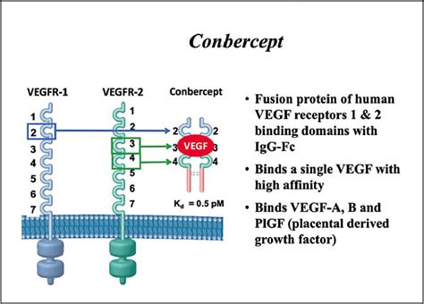 The Phase 3 Clinical Trial Of Conbercept For Exudative Amd Retinal Physician
