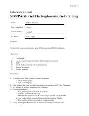 Cell Bio Lab 7 Report Pdf Youssef 1 Laboratory 7 Report SDS PAGE Gel Electrophoresis Gel
