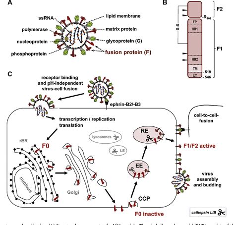 Figure 1 From Nipah Virus Fusion Protein Importance Of The Cytoplasmic