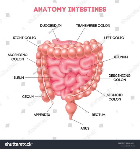 Human Intestine Anatomy Diagram Duodenum Ileum Stock Vector Royalty Free 2103248957 Shutterstock